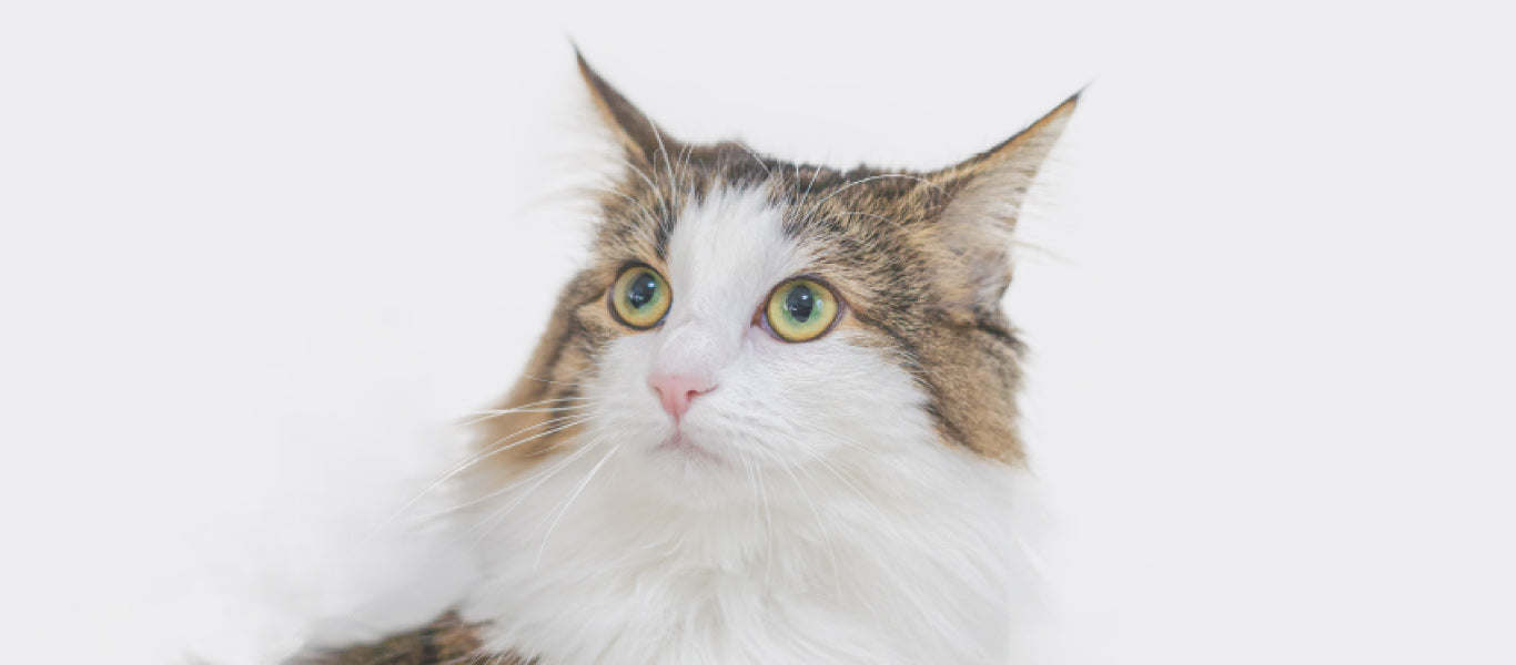 猫用品一覧｜シンプルでおしゃれな猫用品通販Dr.Pettle – Dr.pettle